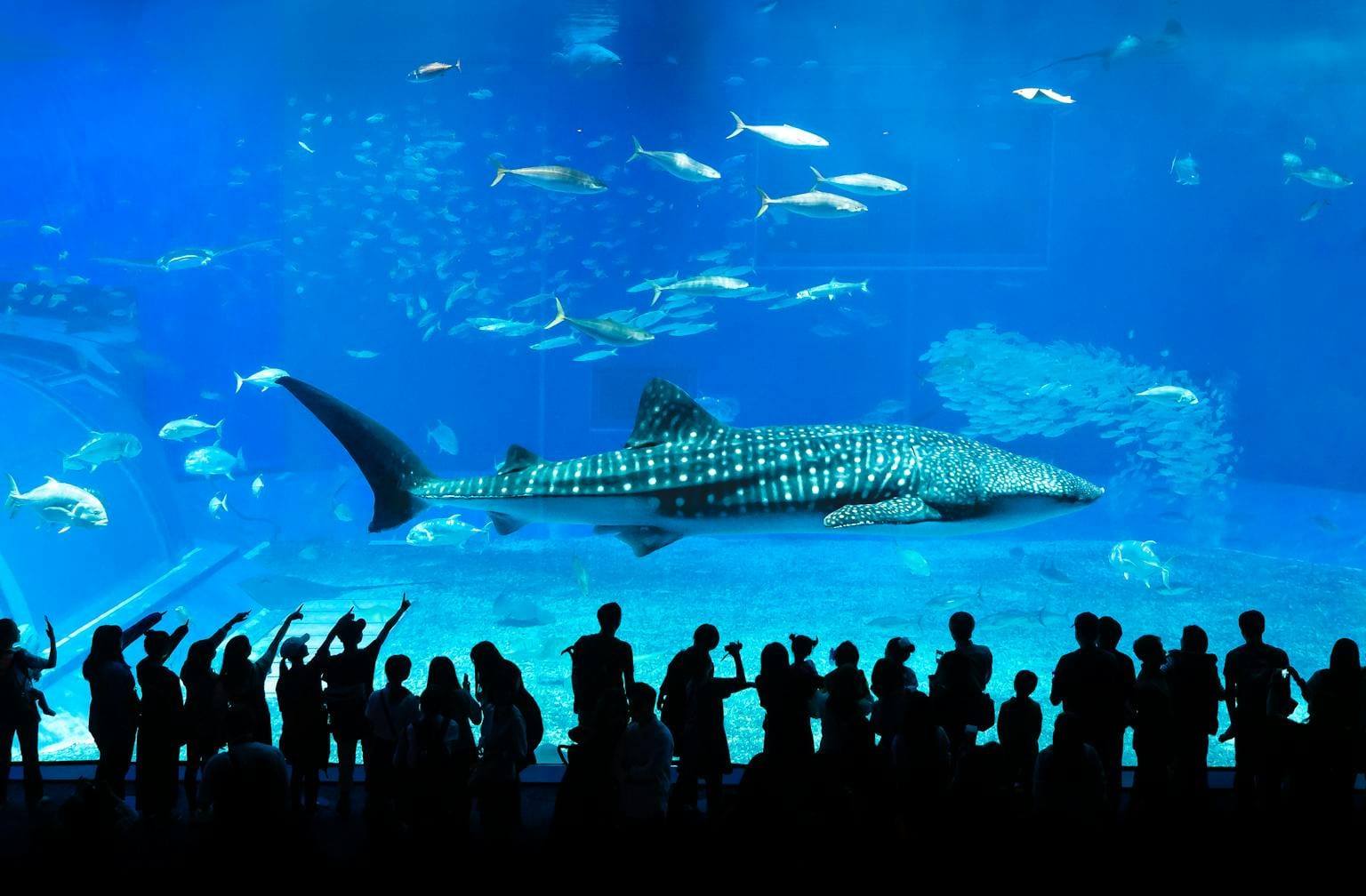 Shark Tank Pakistan Makes History With Record-Breaking Rs. 200 Crore Deal!